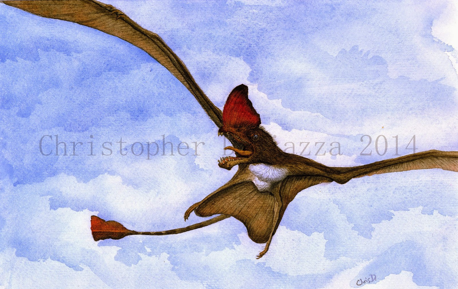 Prehistoric Beast of the Week: Caviramus: Prehistoric Animal of the Week