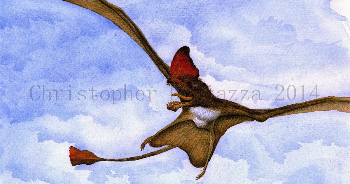 Prehistoric Beast of the Week: Caviramus: Prehistoric Animal of the Week