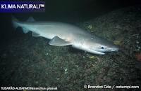 TUBARÃO MAKO OU TUBARÃO ANEQUIM (Isurus oxyrinchus) - Klima Naturali™