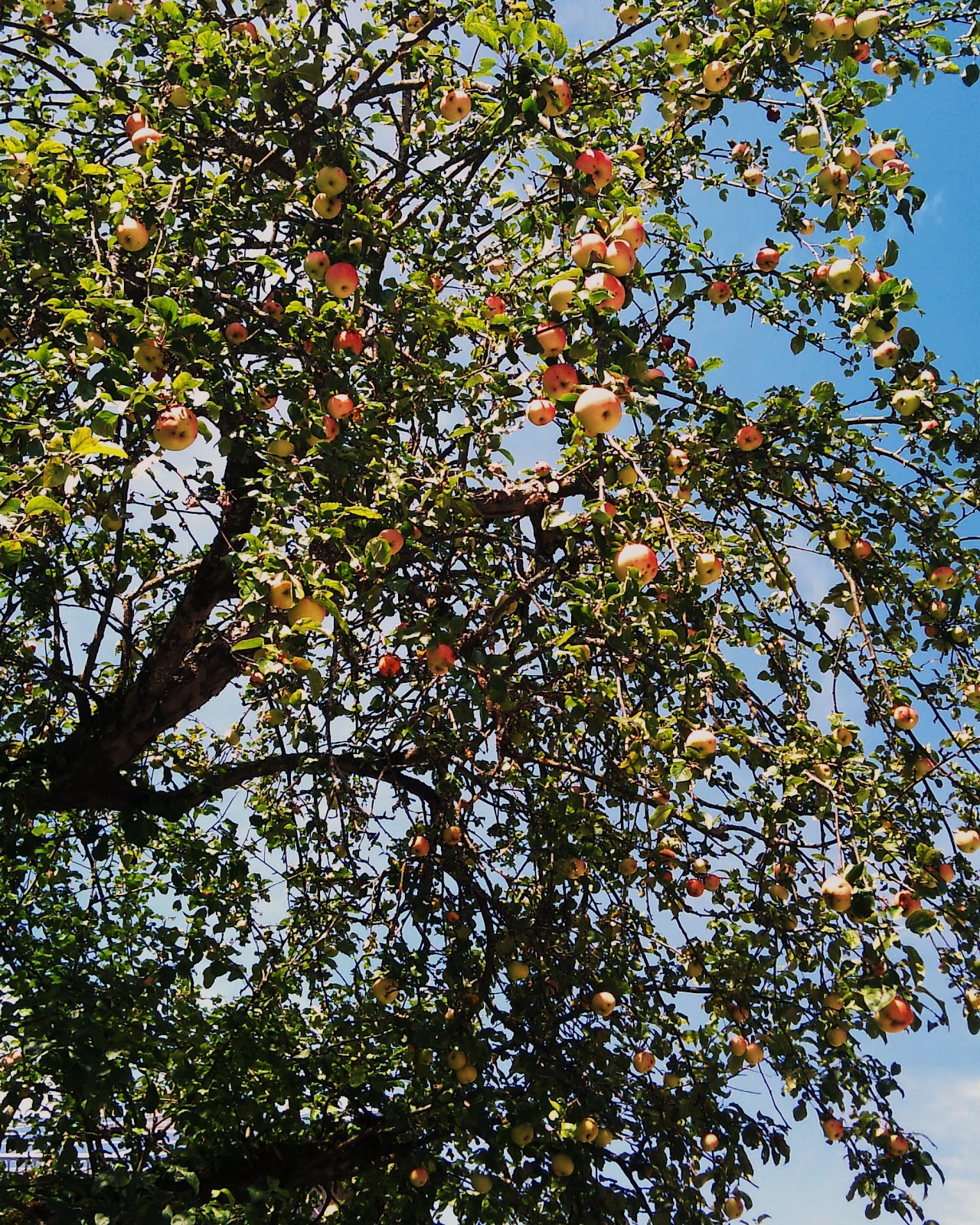 Árboles con alma: Manzano. Pomera. (Malus domestica)