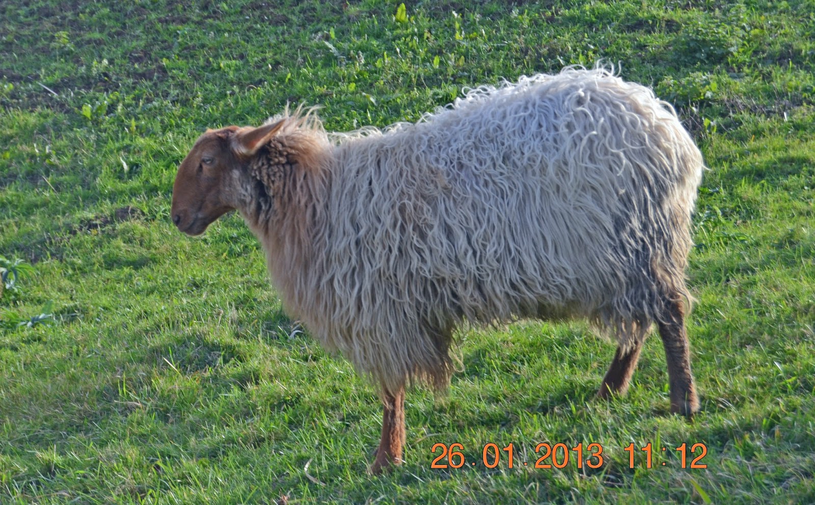 ovejas carranzanas: El semental y su descendencia