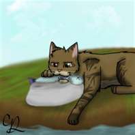 Everything you need to know about Warrior cats.: Crookedstar