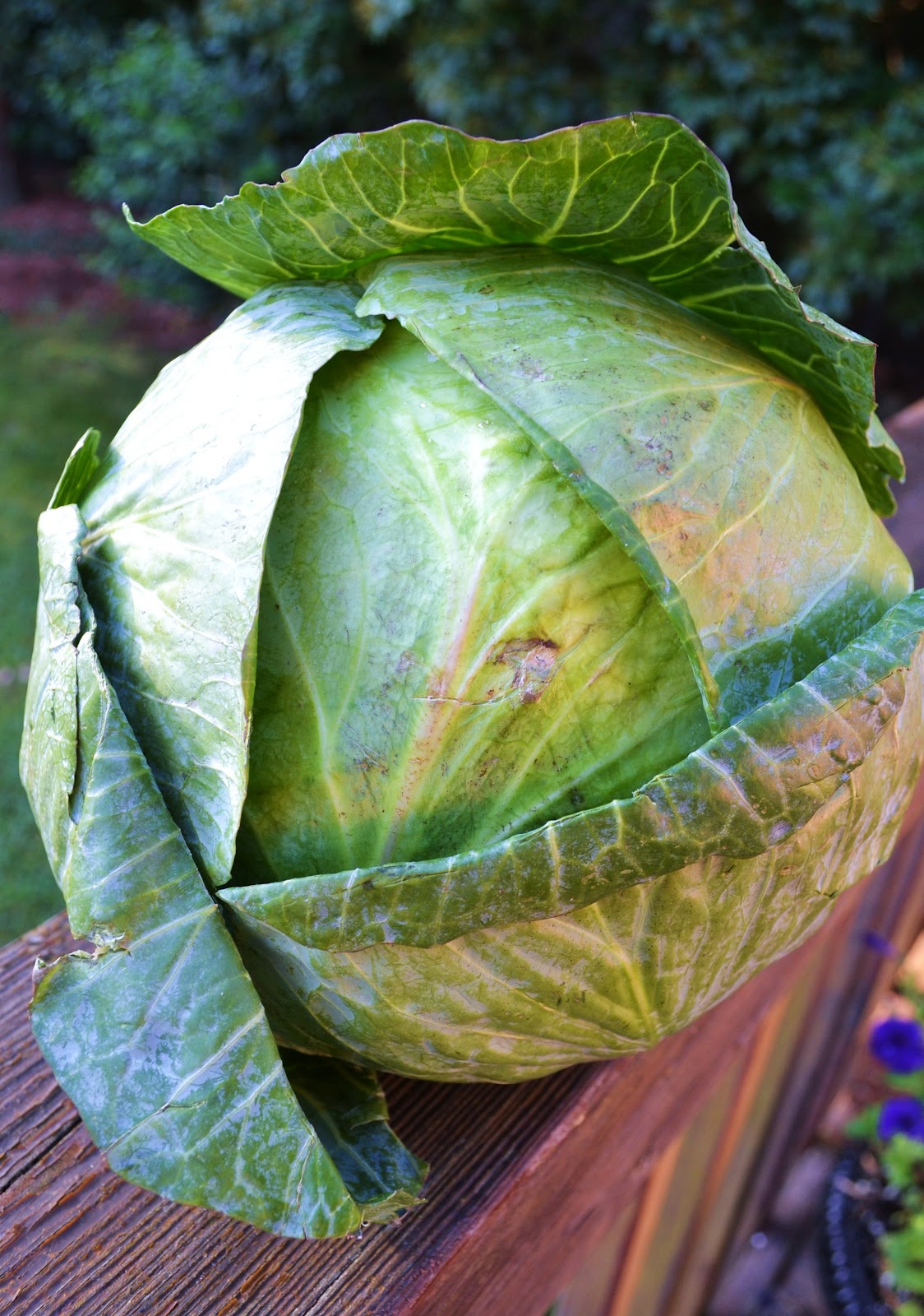 bonbons & biscotti: Stuffed Cabbage (Halupki)