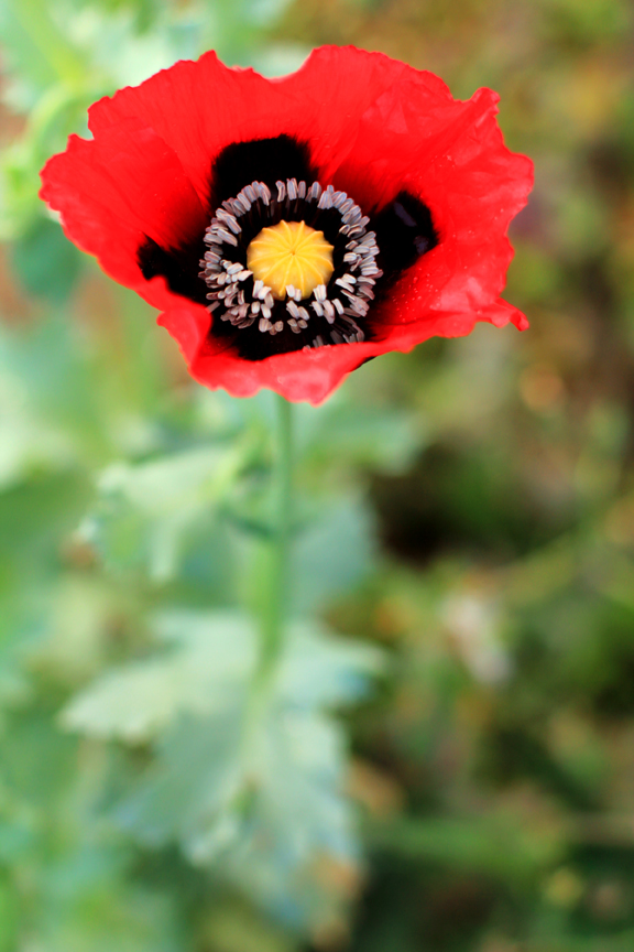 Mademoiselle Mermaid: Mermaid Monday : Aries Mermaid Illustration