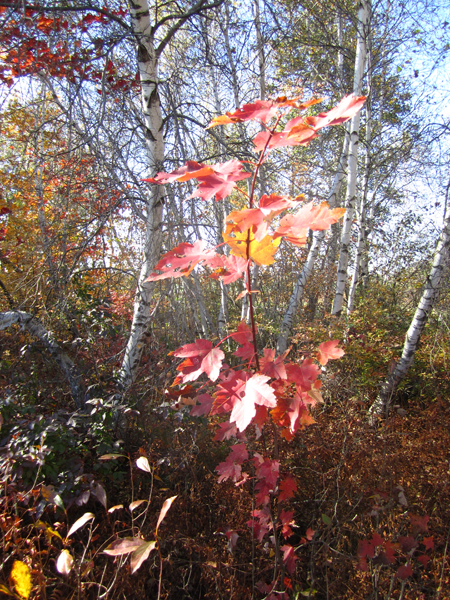 Knatolee's World: Alfred Bog