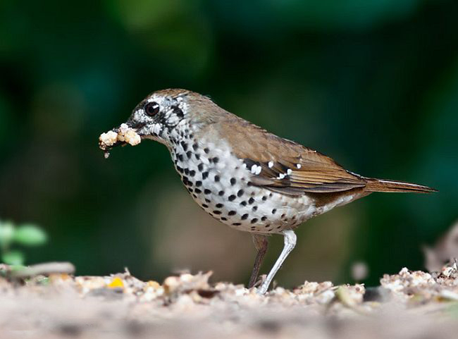 Pulli Wal Awichchiya - The Spotted-Winged Thrush (Zoothera spiloptera)