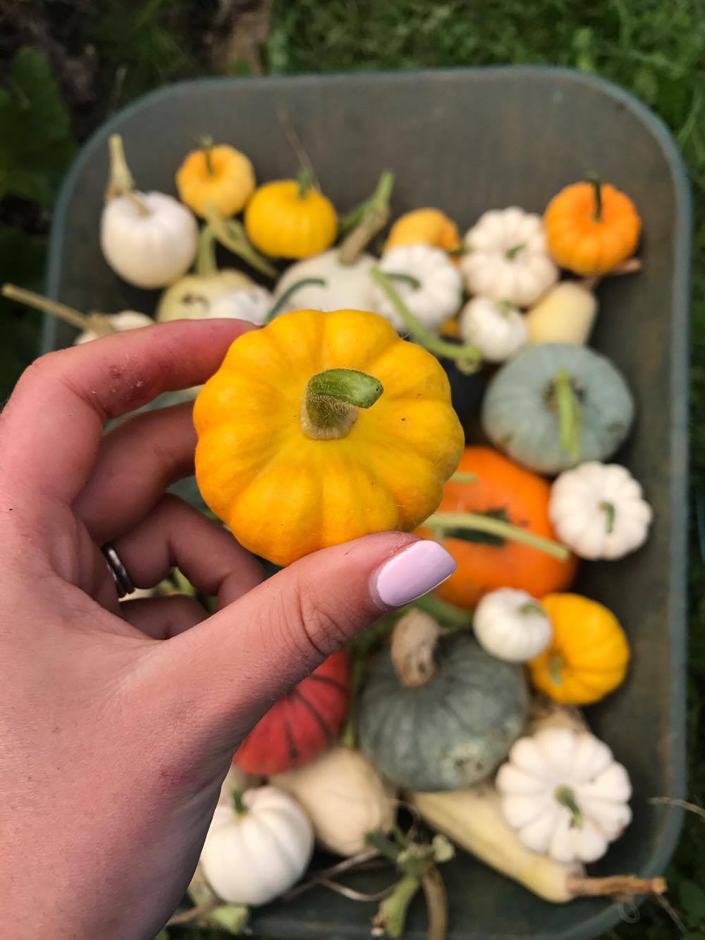 How to Grow {White Mini} Pumpkins and All Kinds of Squashes - Roses and ...