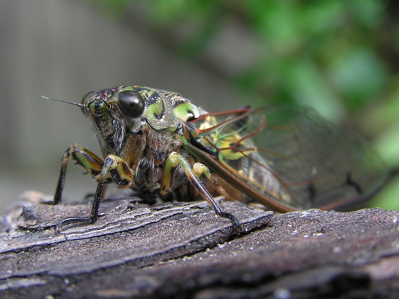 Real Monstrosities: Cicada
