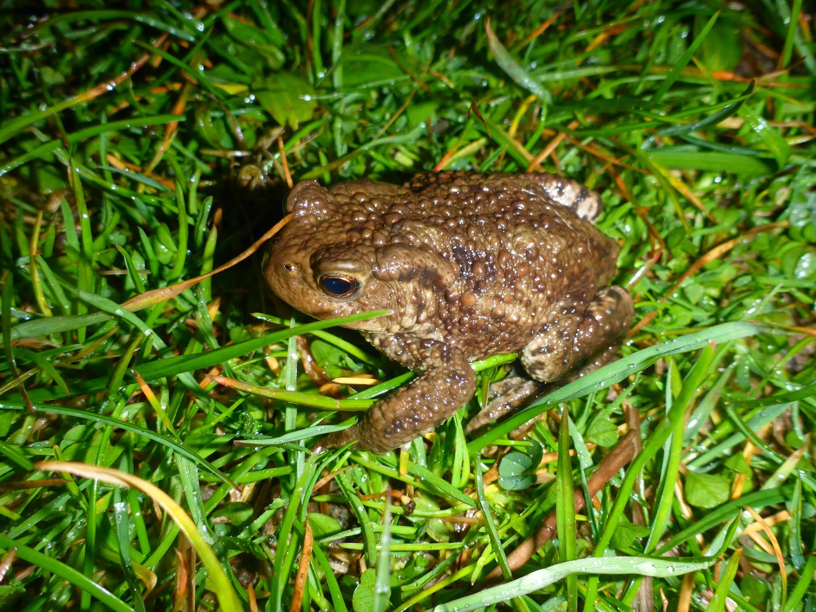 sandscalehaws: Toad Story