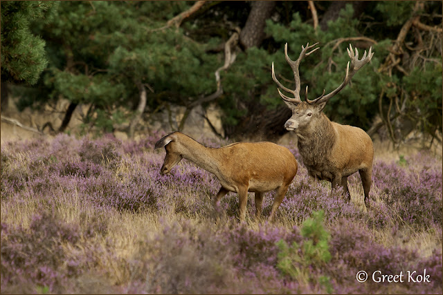 Foto`s van Greet: Herten