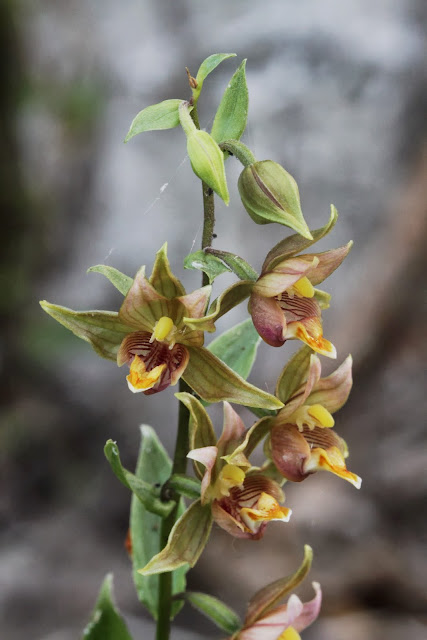 Native Orchids of the Pacific Northwest and the Canadian Rockies (and ...