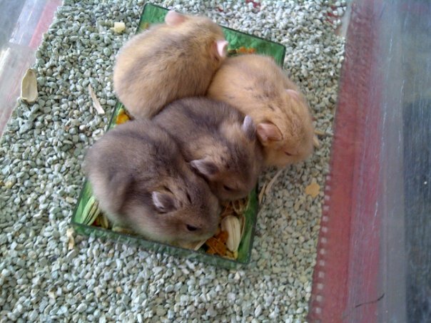 RABBIT PARADISE: DIJUAL !! Hamster Winter White Blue Argente, Saphire ...