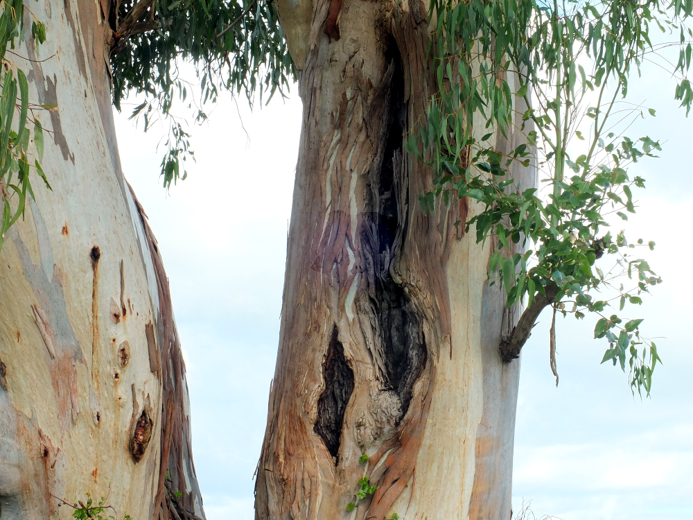 Friends of Drouin's Trees: The Railway Giant