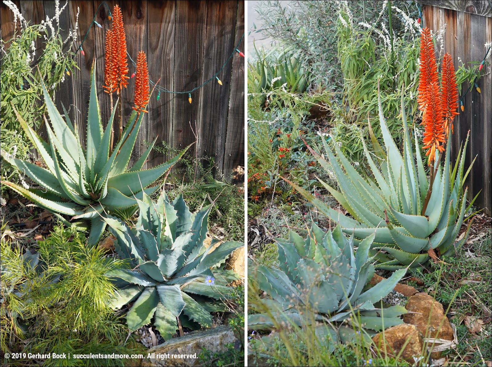 ...which of these aloes is the prettiest of all?