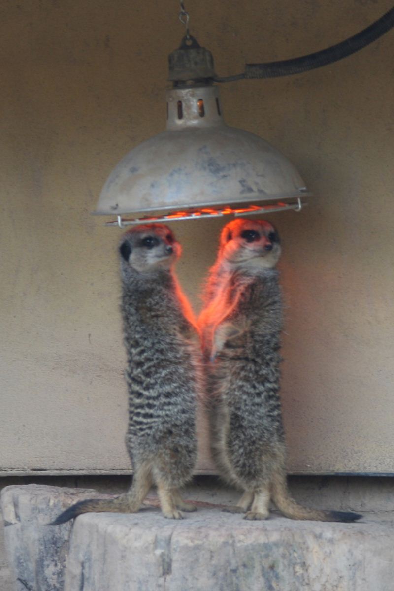 Funny animals of the week - 8 February 2013 (25 pics) | Amazing Creatures