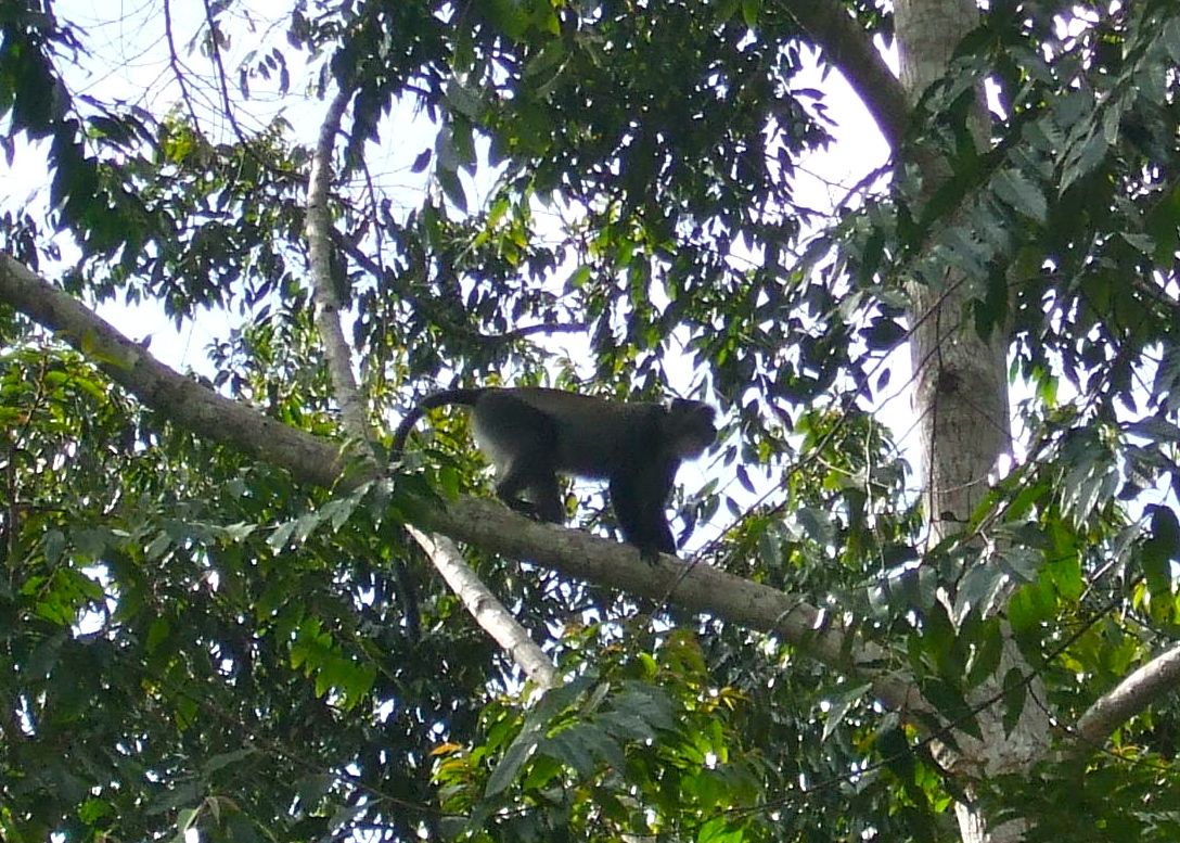 Daughter of Norway: In Amani Nature Reserve, Tanzania