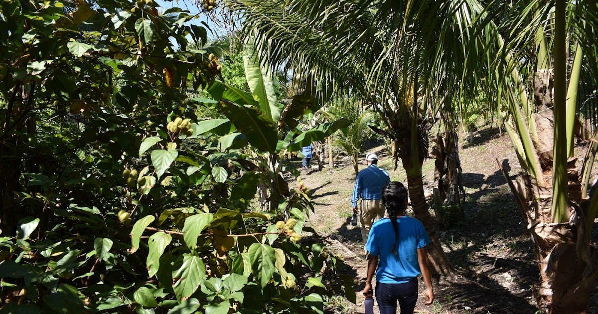 TeachAgBelize: I Belize in the Future of Agriculture: Post Travel Blog ...