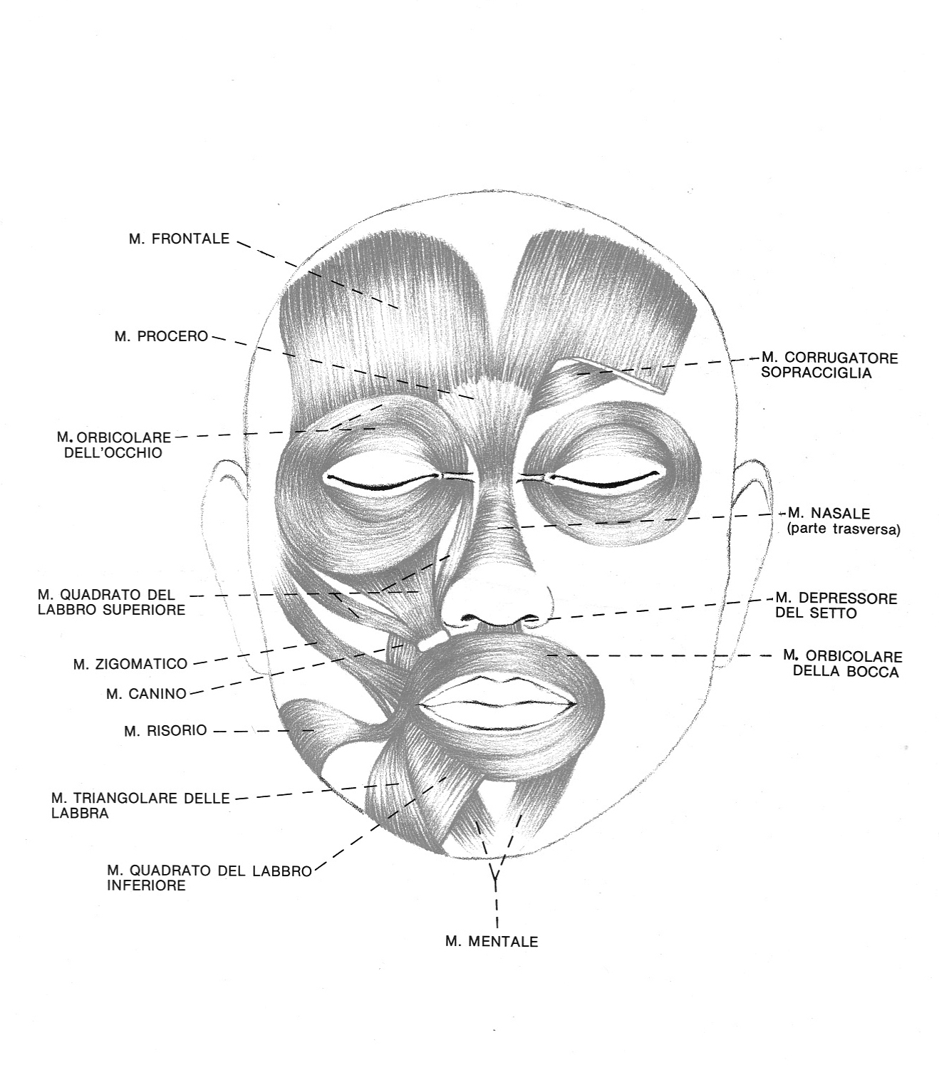 CON IL CORPO VIVO : CORPO ANATOMICO: CRANIO E FACCIA