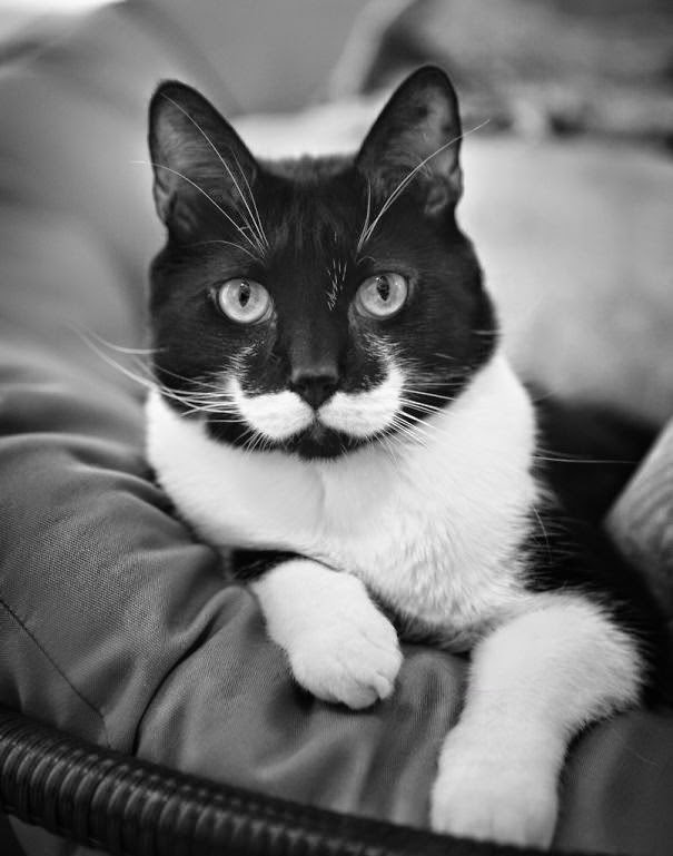 White Wolf : 13 Animals Famous For Their Unusual Fur Markings (PHOTOS)