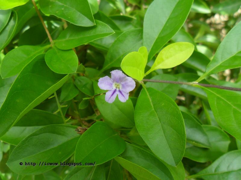 Golden Dewdrop - Duranta erecta