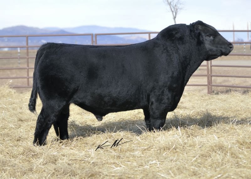 MITTAG Blog: Vickland Show Cattle Online Bull Sale