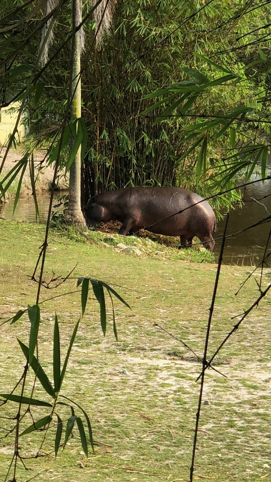 ini cerita kita: Wetland Banting - jumpa badak air