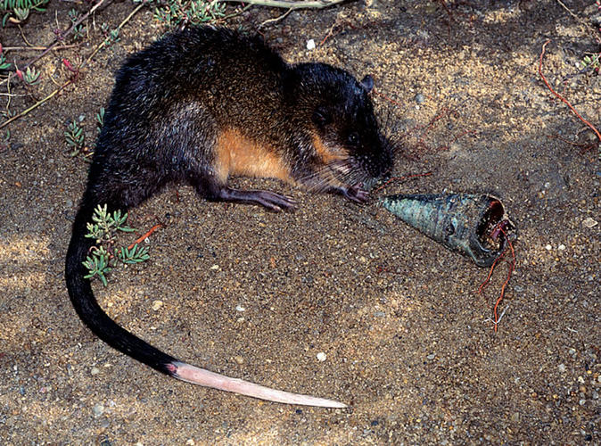 Queensland Coast: January 2017