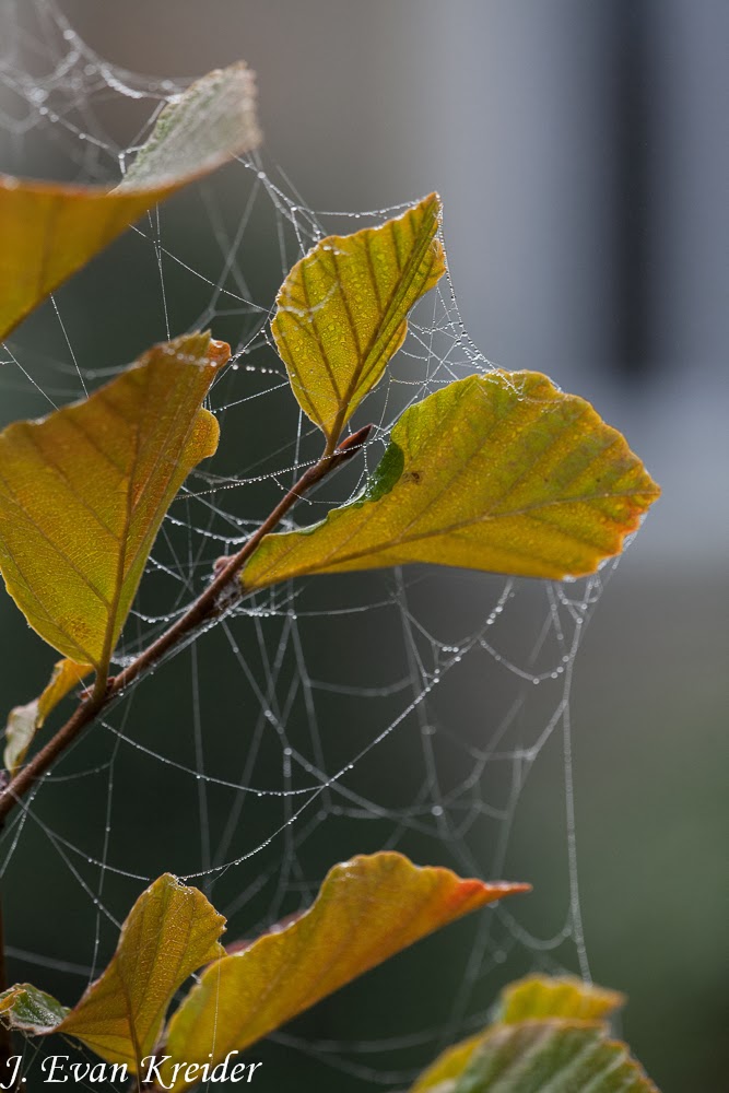 Kreider's Korner Photographs: October Leaves and Spider Webs