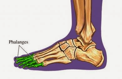 El Cuerpo Humano: Las falanges de los pies