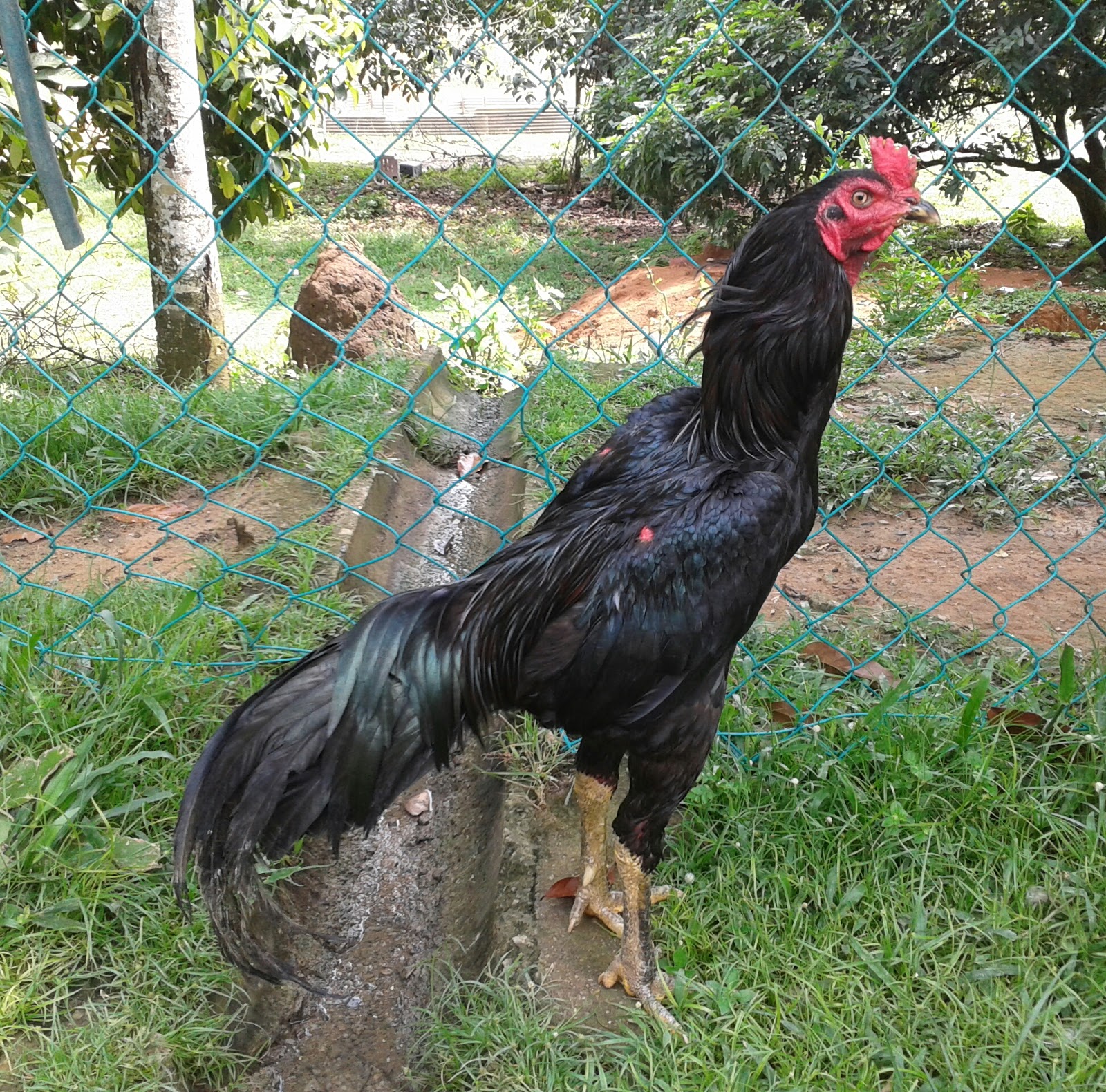 Ayam Siam Jalak Emas: Ayam Siam Magonkhoy Hijau