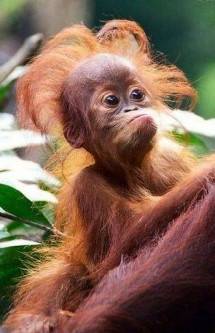 99 WOW: Men Mimic Monkeys Hairstyleالرجال يقلدون تسريحات شعر القرود