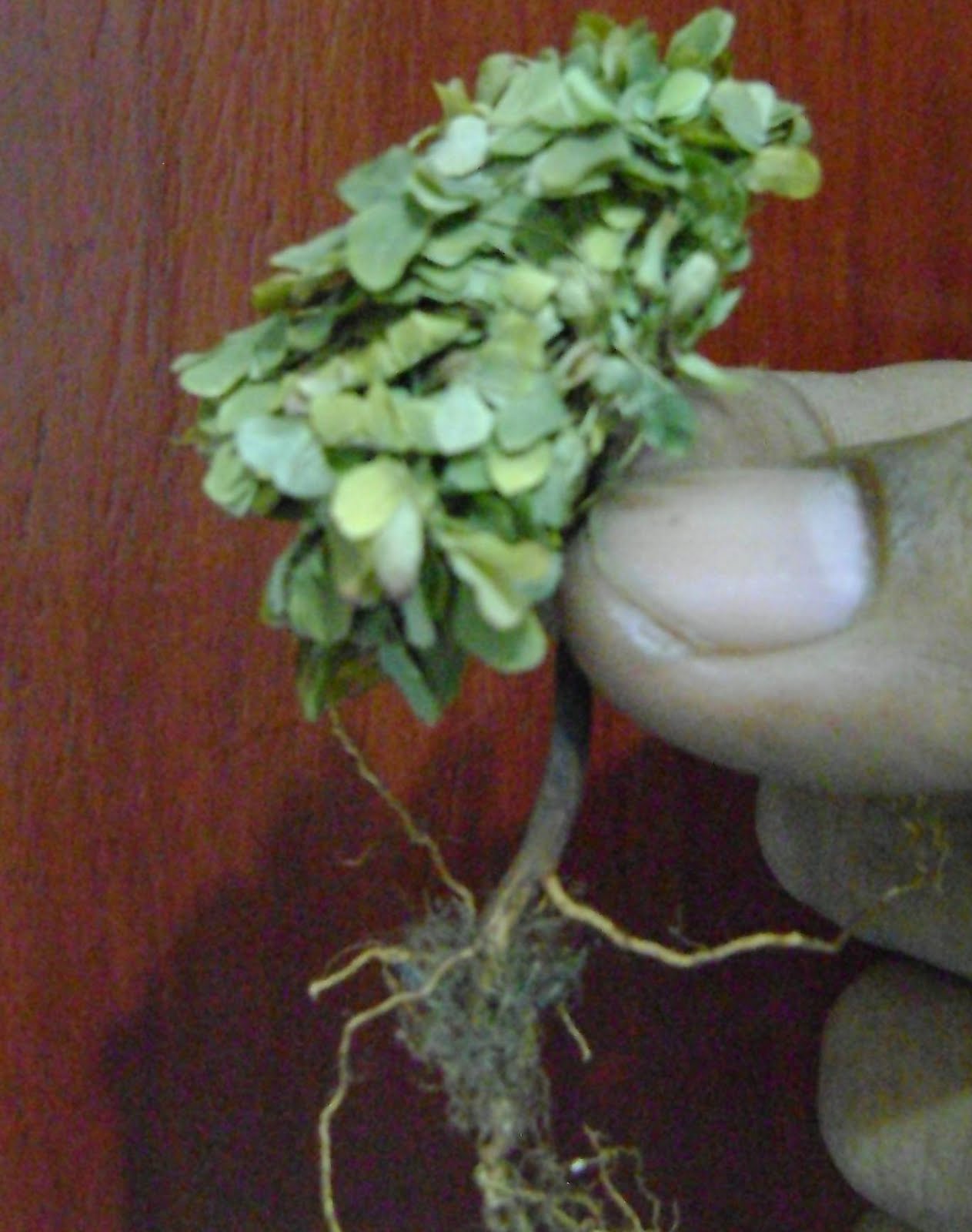 Jual Sarang Semut Papua di Semarang: Manfaat dan Khasiat Rumput Kebar