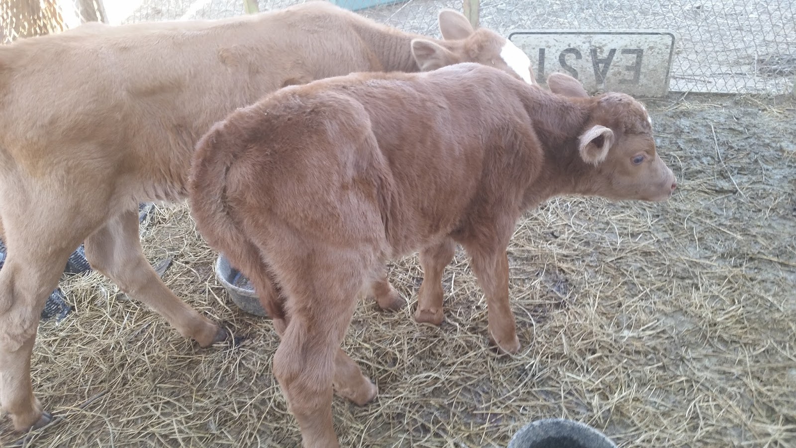 Texas Rebel Girl: Chubby Milk Cows