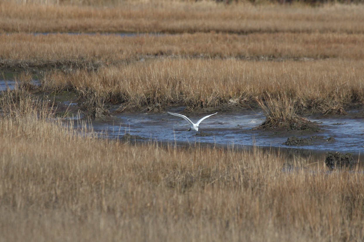 New England Coastal Birds: "Three Days of Winter Seabirding on Cape Cod ...