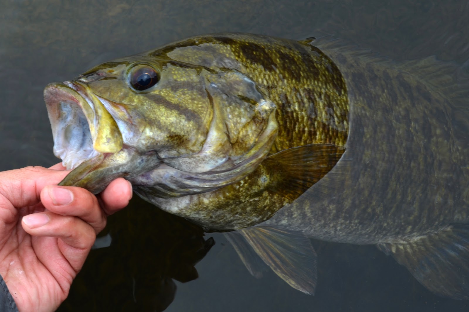 Angling Addict: Impromptu Bronzebacks