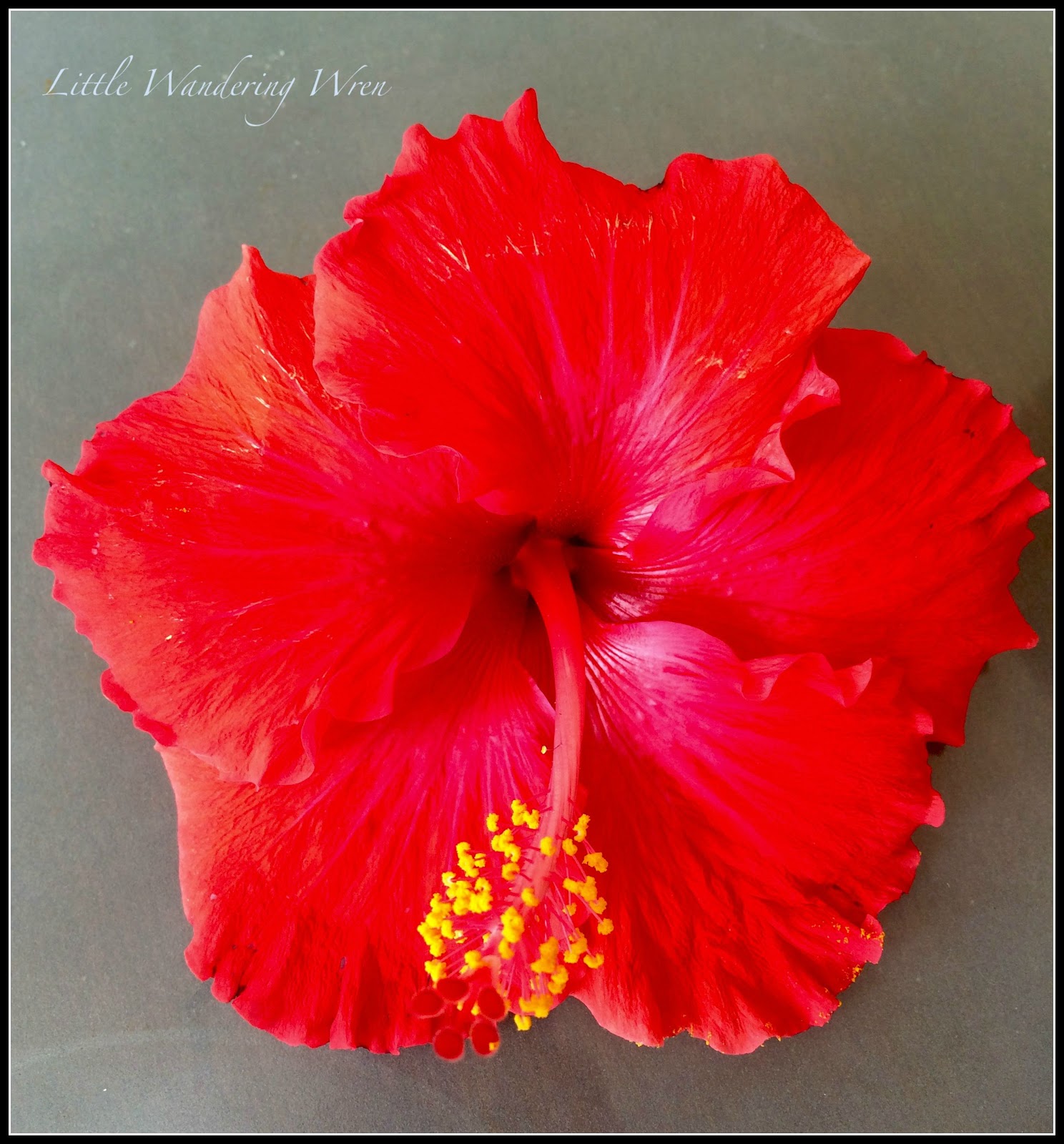 Vanuatu in full bloom - LittleWanderingWren