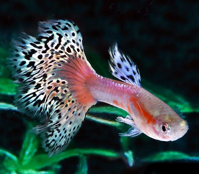 Morfologi dan Klasifikasi Ikan Guppy - SIKPAS