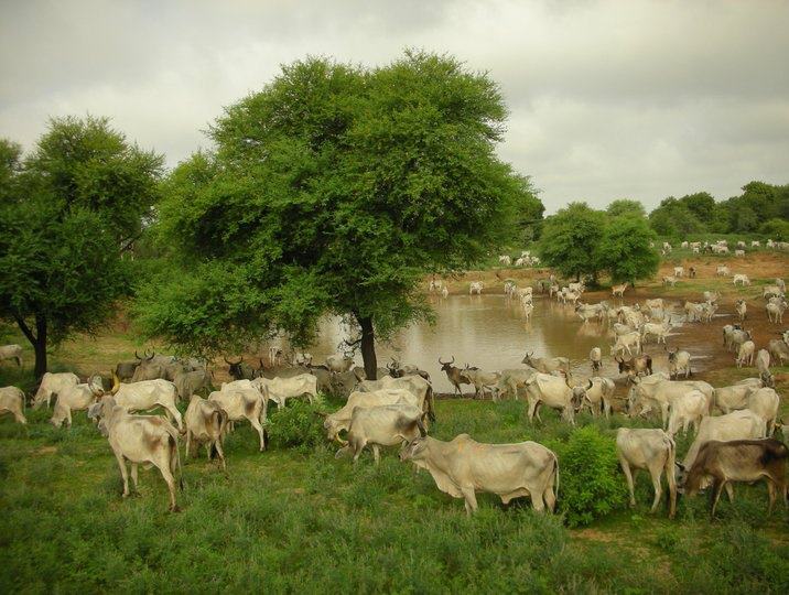 GO PATHMEDA: About Us