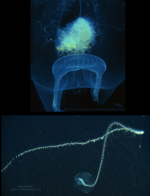 Biologia - nauka o życiu: Parzydełkowce (Cnidaria) - dwuwarstwowe ...