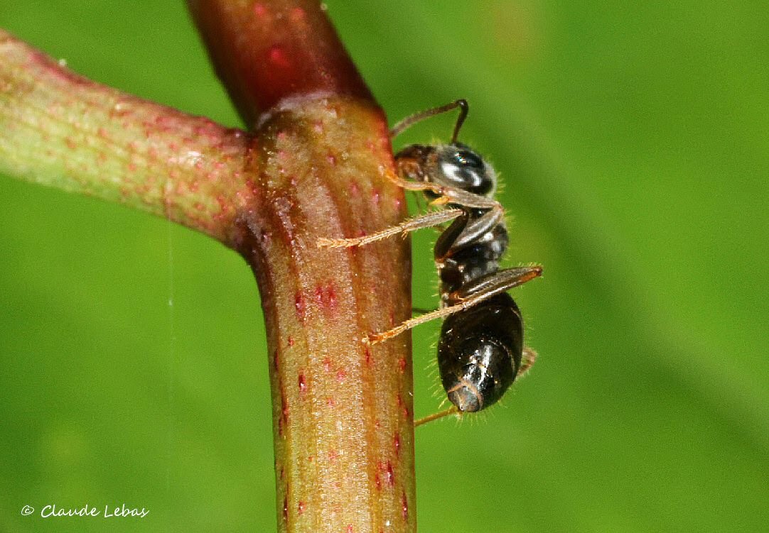 :: Lasius neglectus ::: 2014lasius neglectus