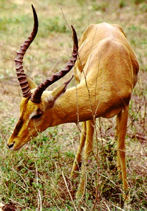 75+ Gambar Pemandangan Alam Flora Dan Fauna