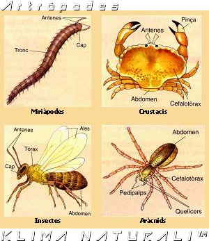 ARTRÓPODES - CARACTERÍSTICAS GERAIS DOS ARTRÓPODES | Klima Naturali™