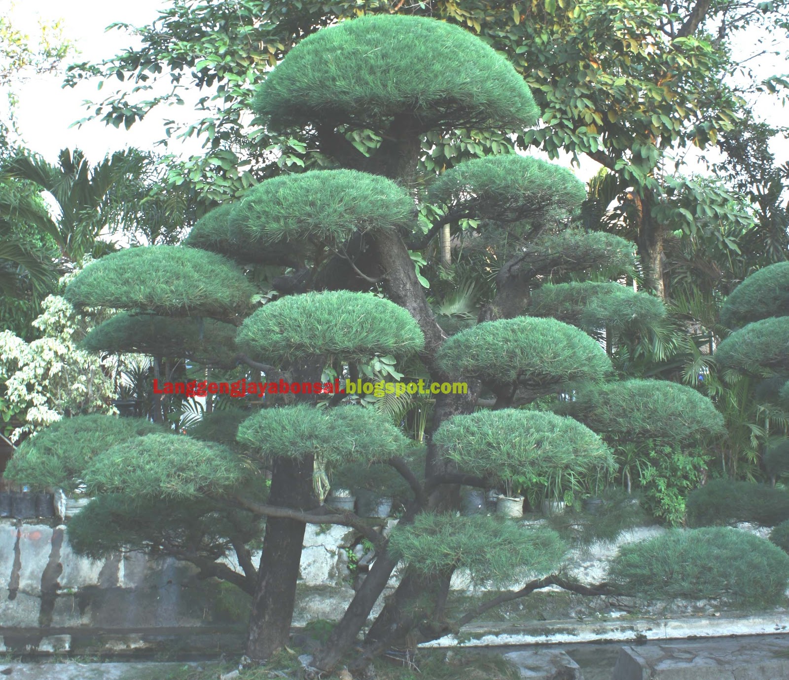 Cemara Udang C0029 | LJB