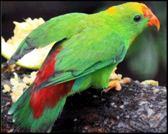 Loriculus Philippensis ~ LoroMania