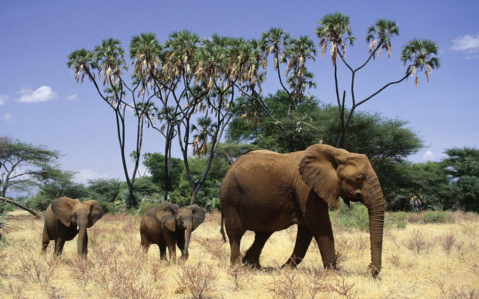 Olifanten Achtergronden
