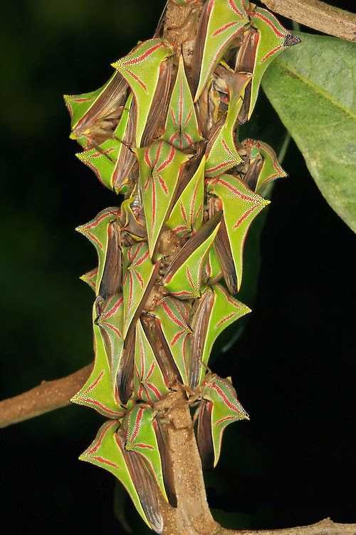 UMBONIA SPINOSA photos - wallpapers (ανανεωμένο) | the fun bank