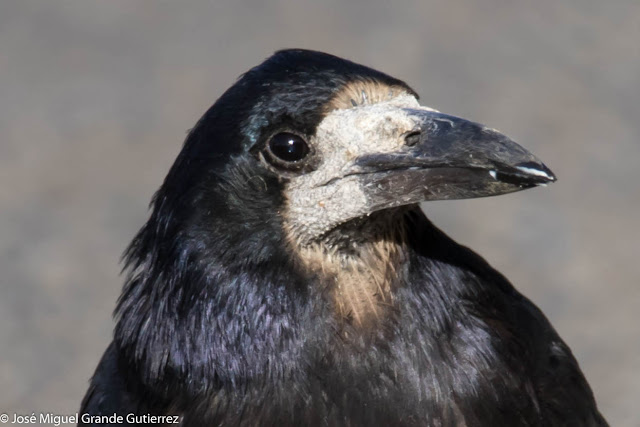 AVECEDARIO2016-UN MUNDO MARAVILLOSO: Graja (Corvus frugilegus)-Rook ...