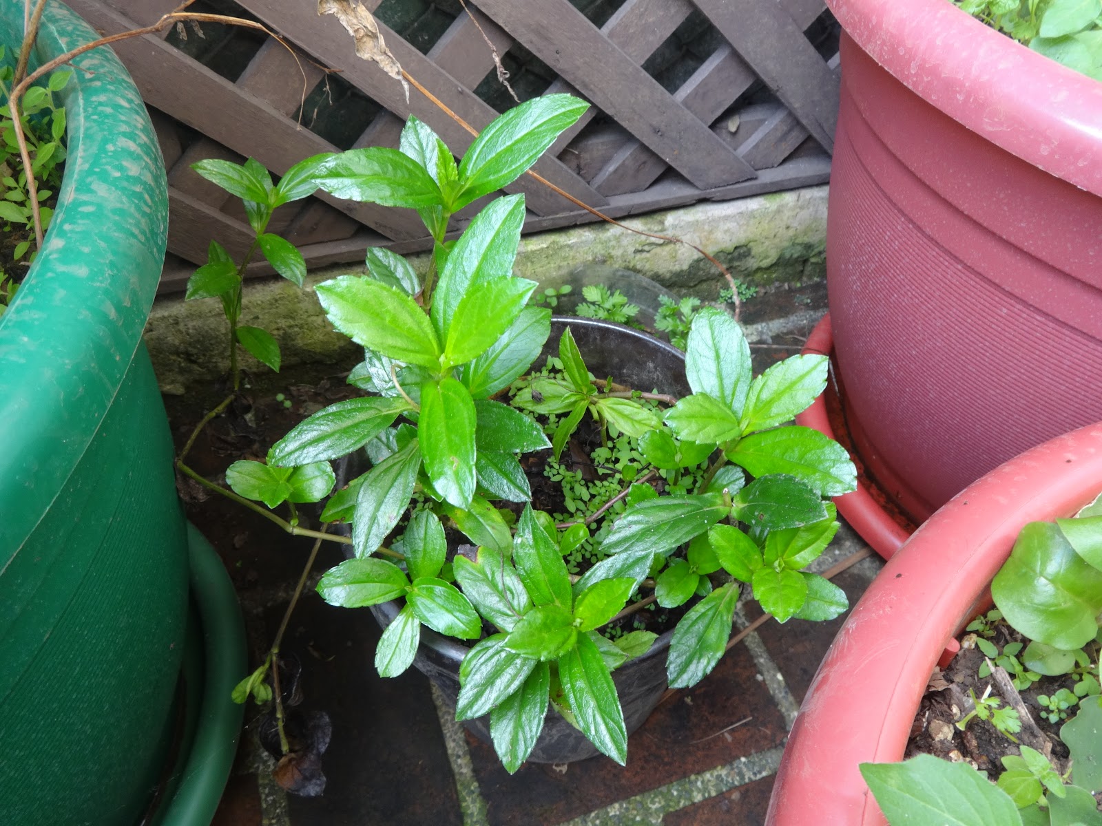 Herbs from Distant Lands: Wedelia - Wedelia chinensis - trilobata ...