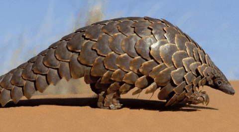 fakta menarik tentang haiwan: FAKTA MENARIK TENTANG HAIWAN