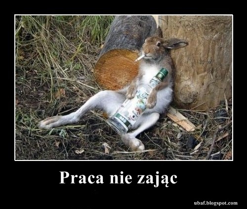Praca nie zając ~ Śmieszne Obrazki i Gify